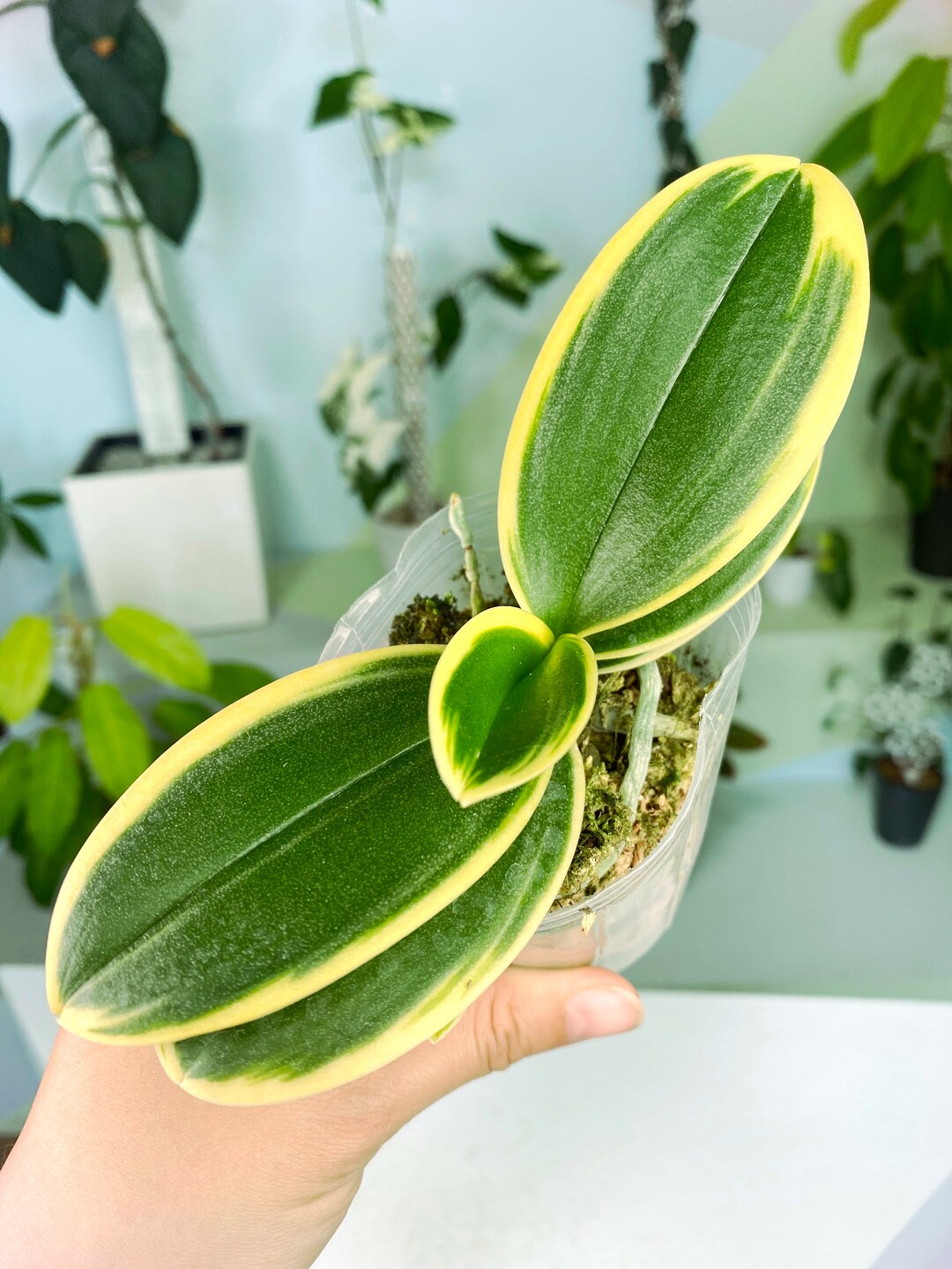 Phalaenopsis Sogo Vivien 'SOGO F858' variegata & Peloric 3:K9 1647 Rare Orchid Exact Plant - Etsy