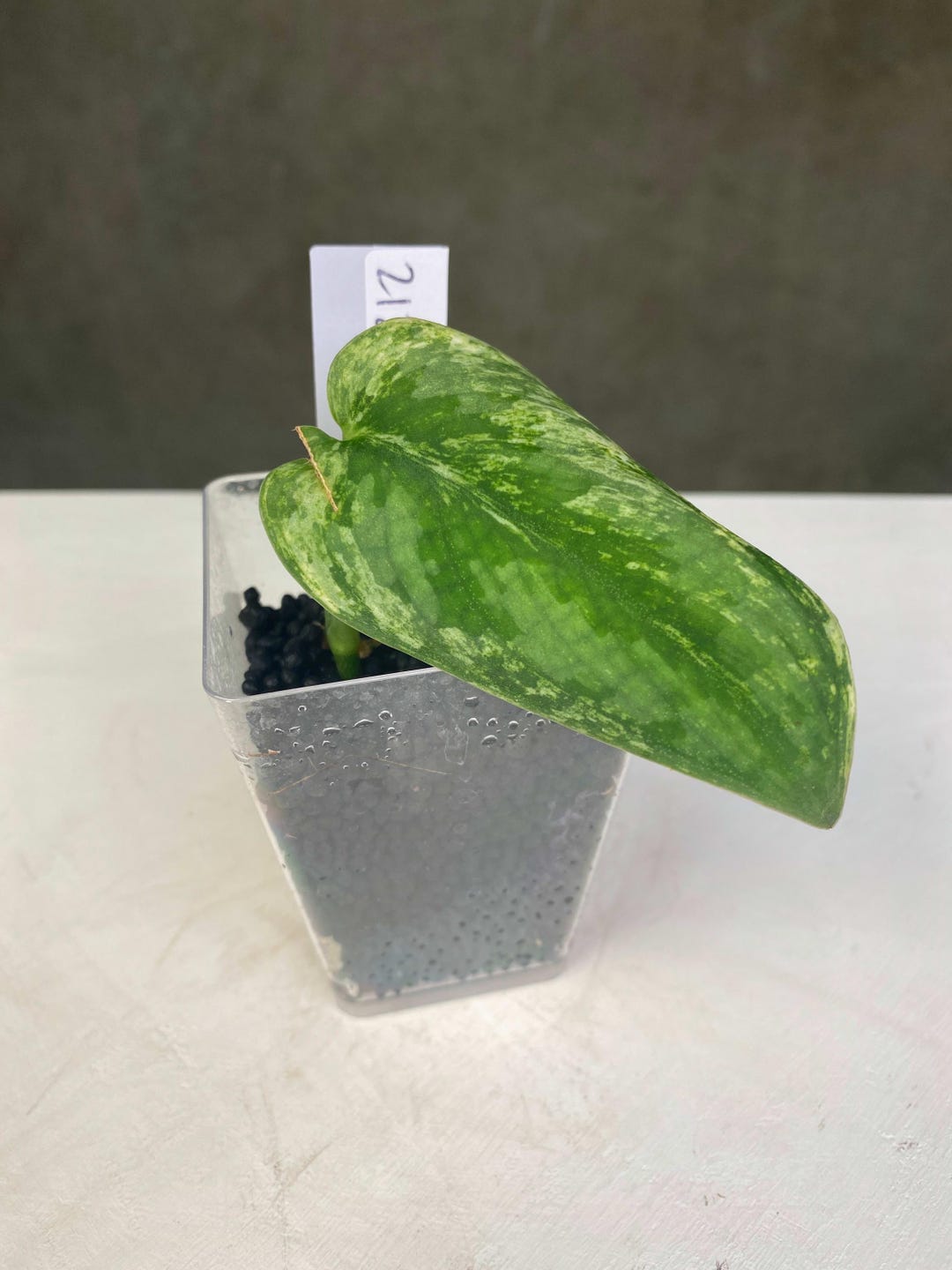Scindapsus Exotica Hologram Variegated Small 1-3 Leaf (P4) | Exact ...