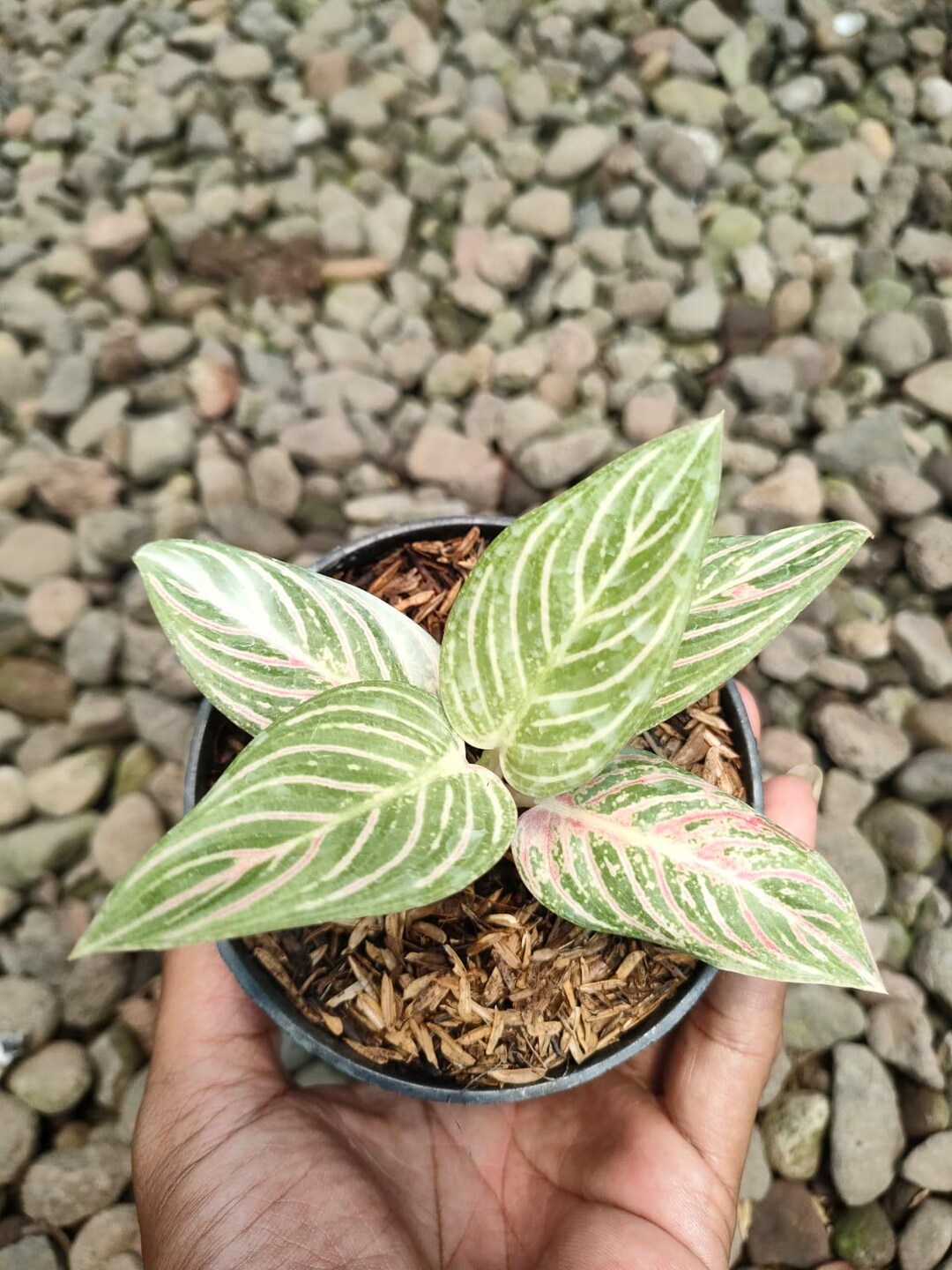 Aglaonema "golden Hope" Variegated Grower's Choice *now in Stock ...