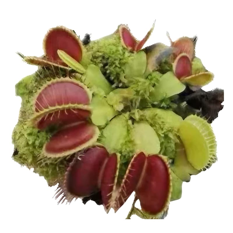 Trapping King - Etsy