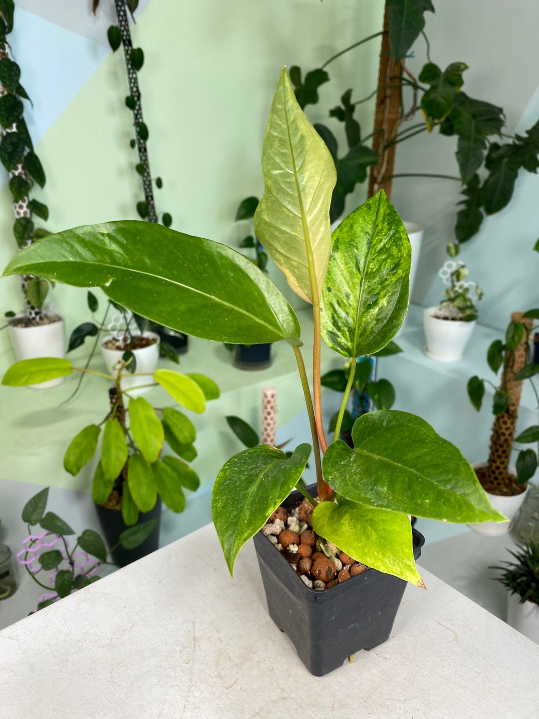 Anthurium Hookeri Variegated 3:V2 672 US Seller - Etsy