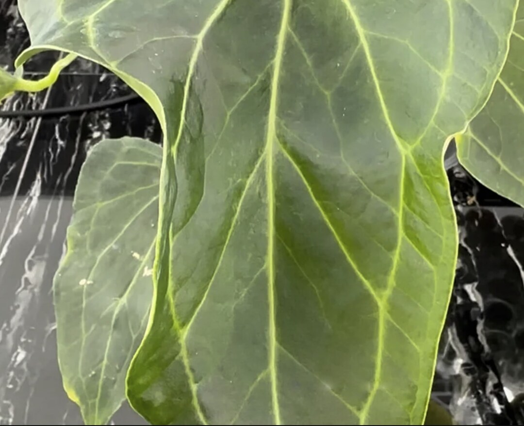 Anthurium "delta Force" TC Plantlet *preorder* (6279P:3) - Etsy