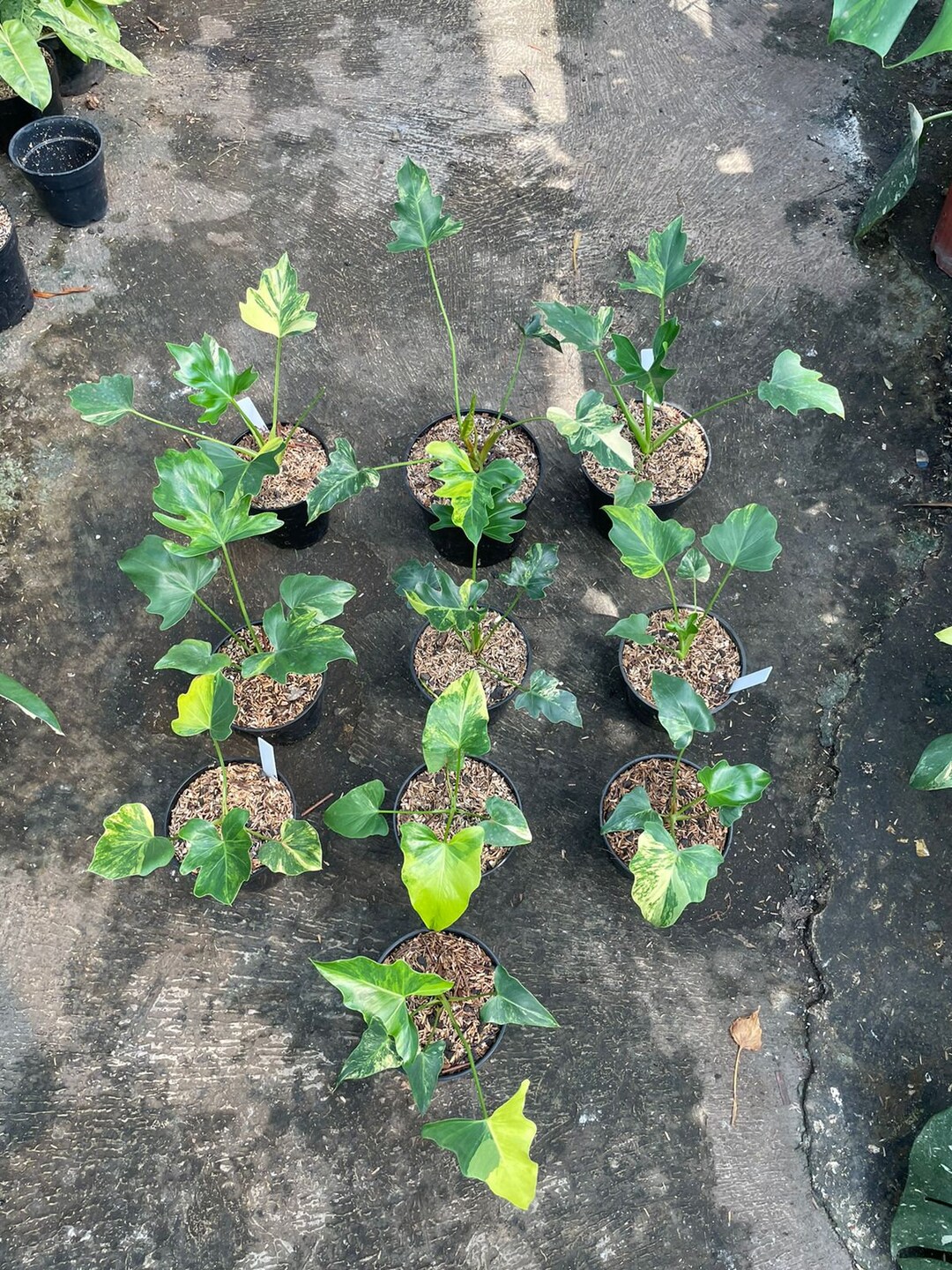 Thaumatophyllum "java Beauty" Variegated *preorder* (6346P:3) | Rare ...