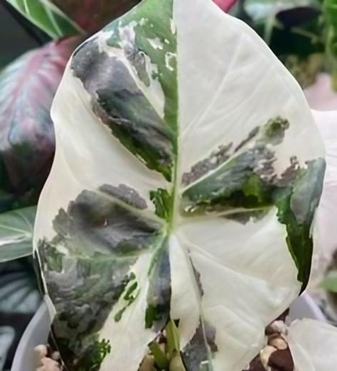 Alocasia "regal Shields" "albo" Variegated TC Plantlet *preorder ...