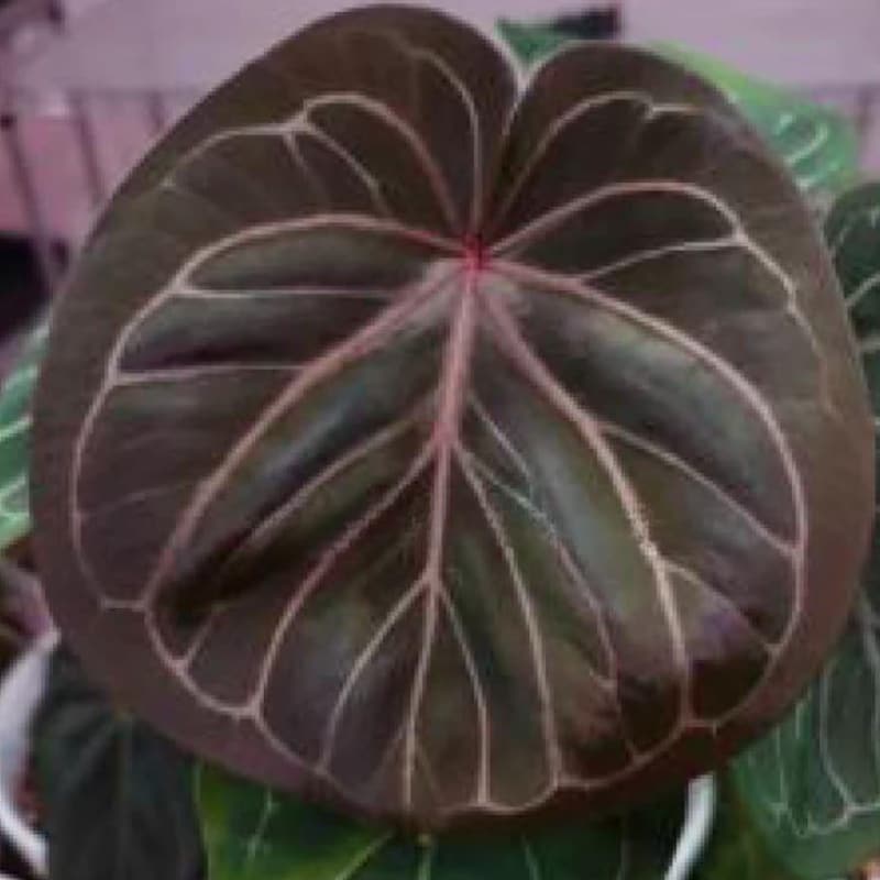 King of Spades Hu Anthurium - Etsy