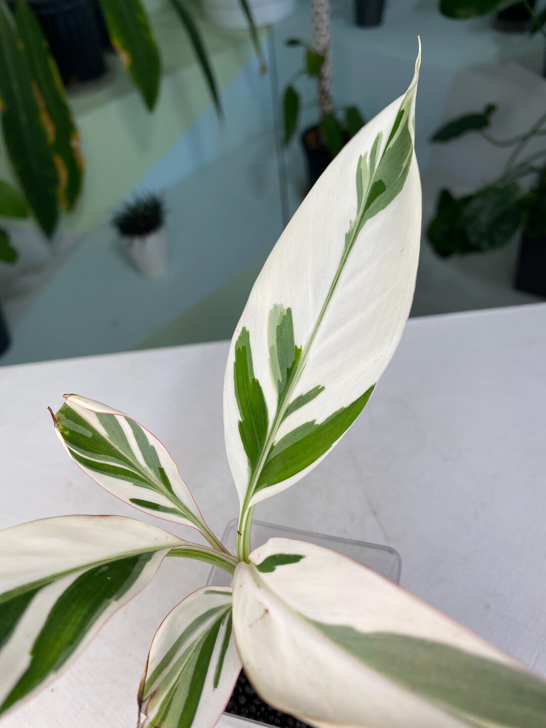 Musa "florida Banana" Variegated TC Plantlet Grower's Choice *now in ...