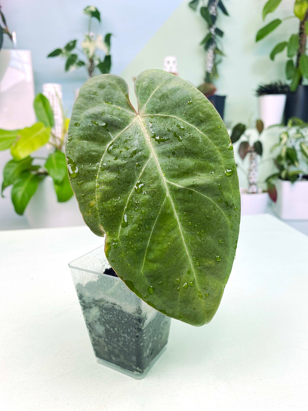 Anthurium Papillilaminum dark Form Crystallinum dorayaki 3:T11 1386 ...