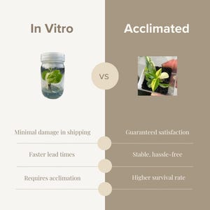 Epipremnum "bali Hanoman" Variegated TC Plantlet Grower's Choice *now ...