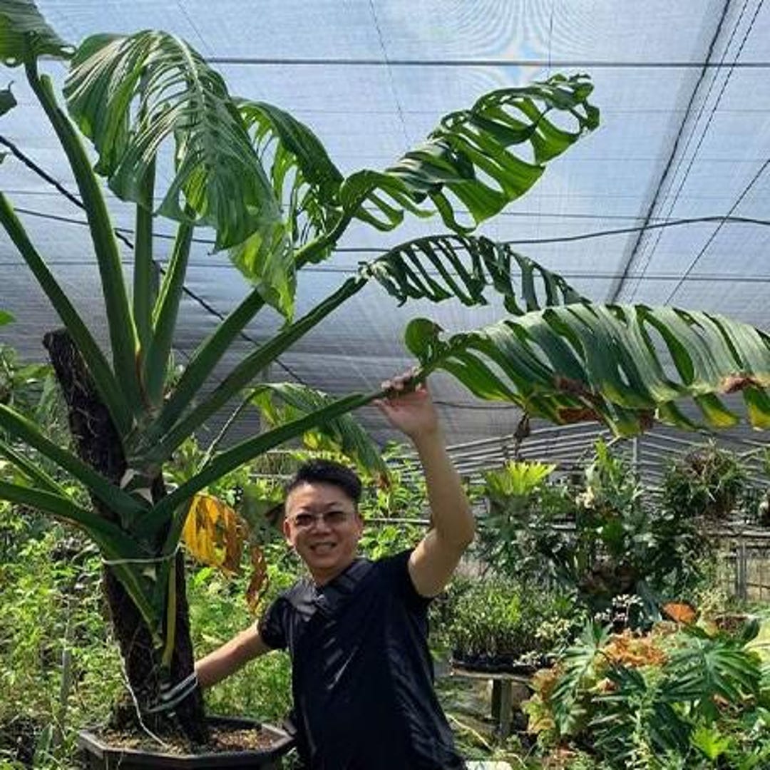 Monstera Epipremnoides 3.0 preorder 3850P:G - Etsy