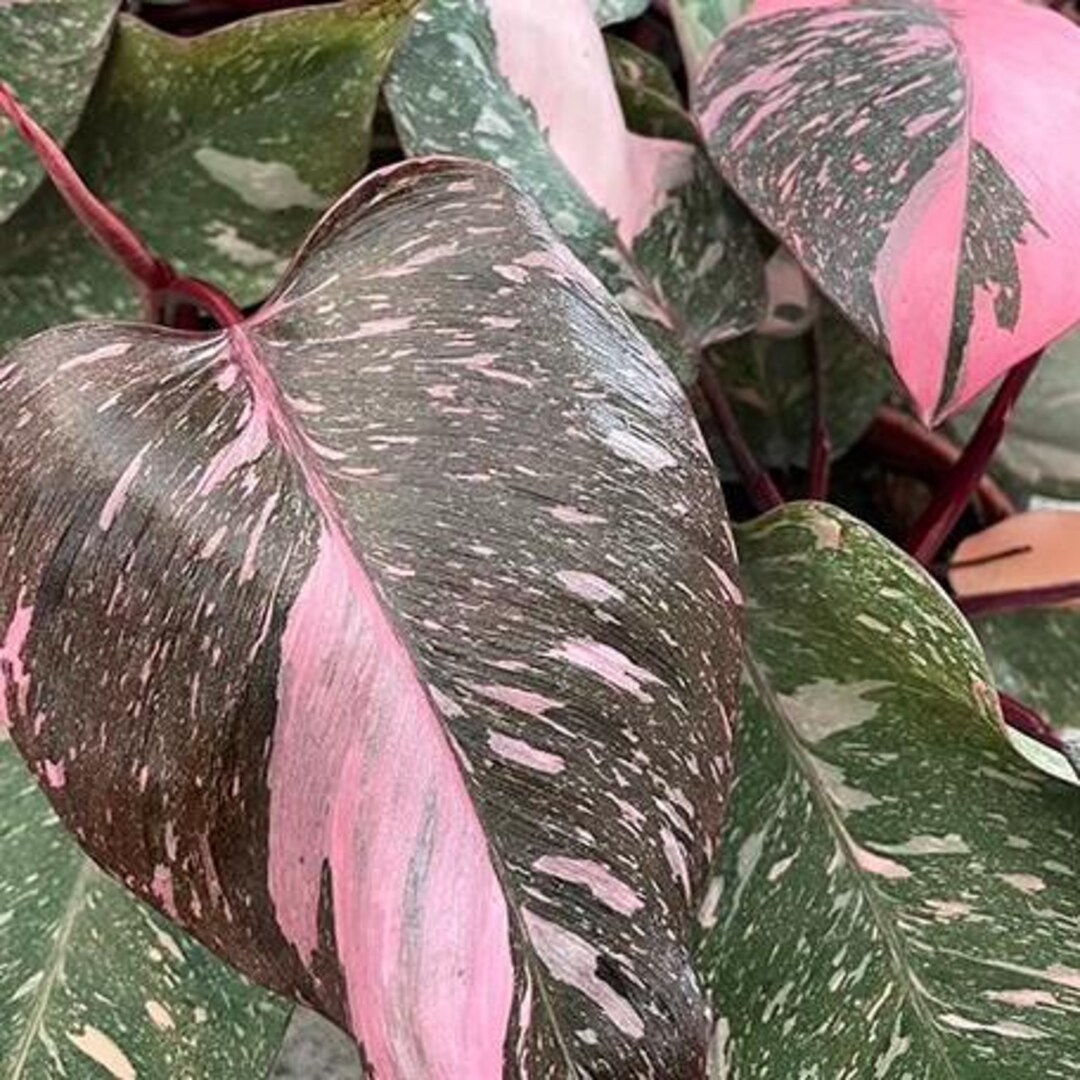 Philodendron Pink Princess Galaxy Variegated 1.7" *preorder* (7357P:G ...
