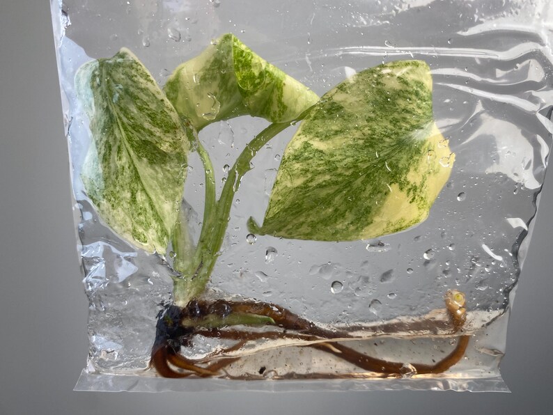 Monstera Deliciosa "legacy" Variegated TC Plantlet Grower's Choice *now ...