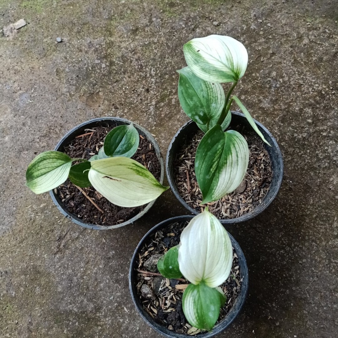 Scindapsus "white Monster" Variegated SM 1-2 Leaves Grower's Choice *in ...