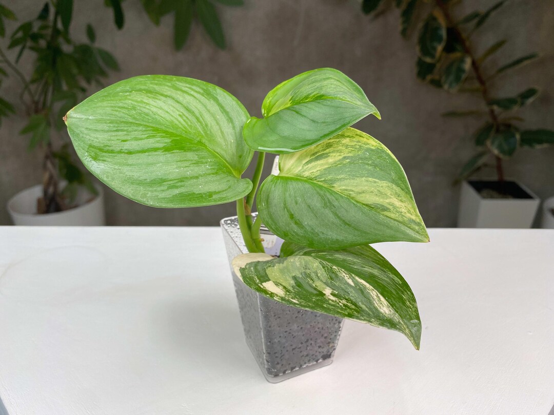 Scindapsus rubicon Variegated Premium 3:Y2 1867 Exact Plant - Etsy