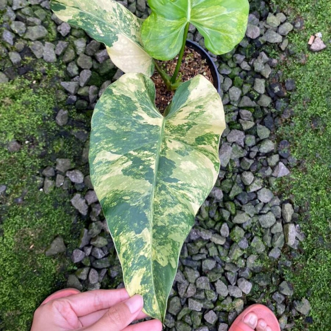 Philodendron "jose Buono" X Domesticum Variegated *preorder* (6698P:1 ...