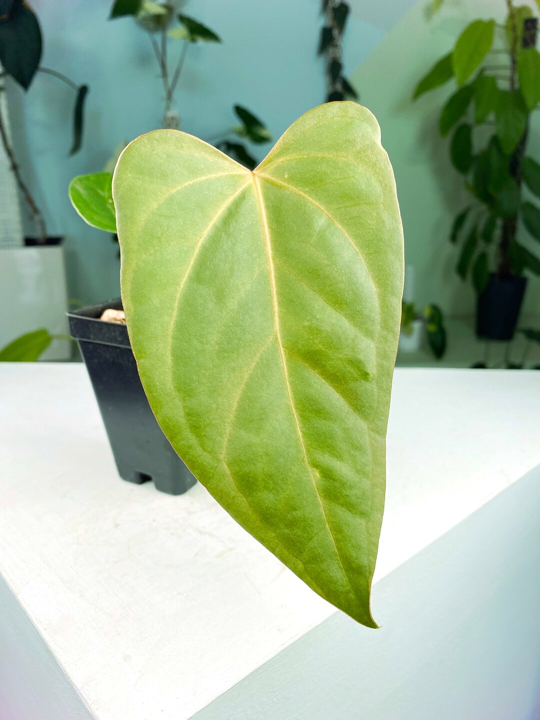 Anthurium Portillae Indonesian Form 3:X3 1485 Rare Aroid Exact Plant - Etsy