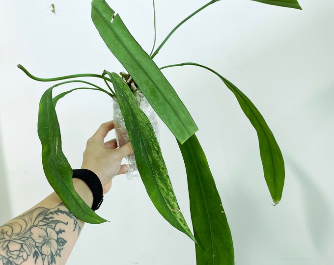 Anthurium Vittariifolium (variegata) XL (3:X2) [1529] | Rare Aroid ...