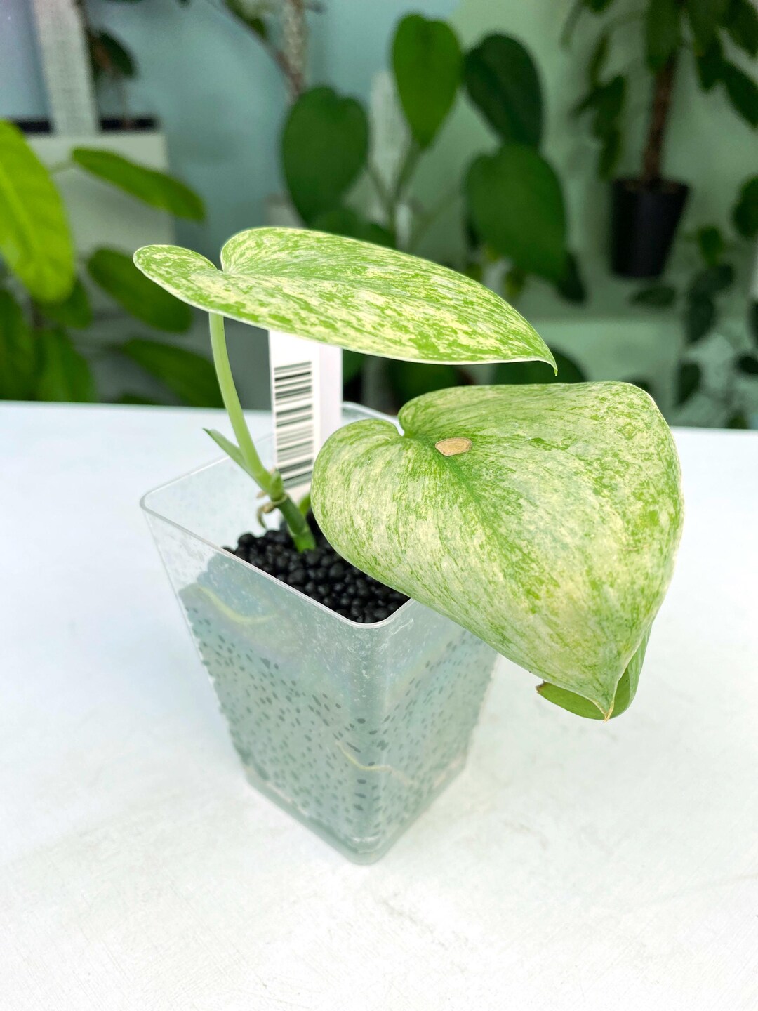 Scindapsus Pictus exotica Mint Variegated 3:A4 1737 Exact Plant - Etsy