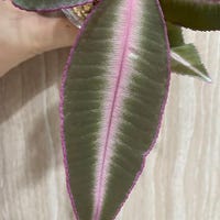 Labisia - Etsy
