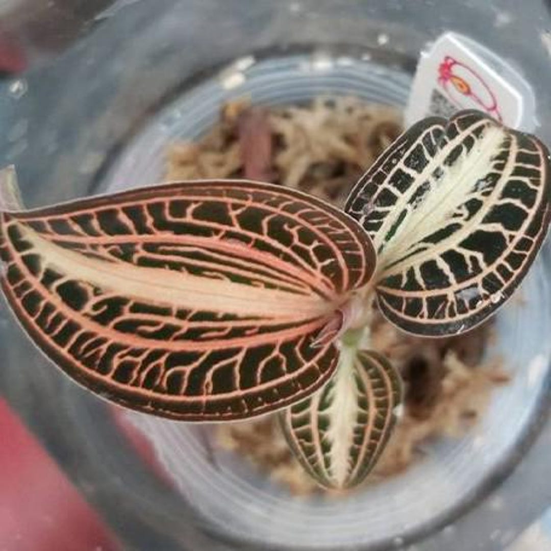 Anoectochilus Siamensis 'white Center' 1.7" *preorder* (6258P:G) | Rare ...