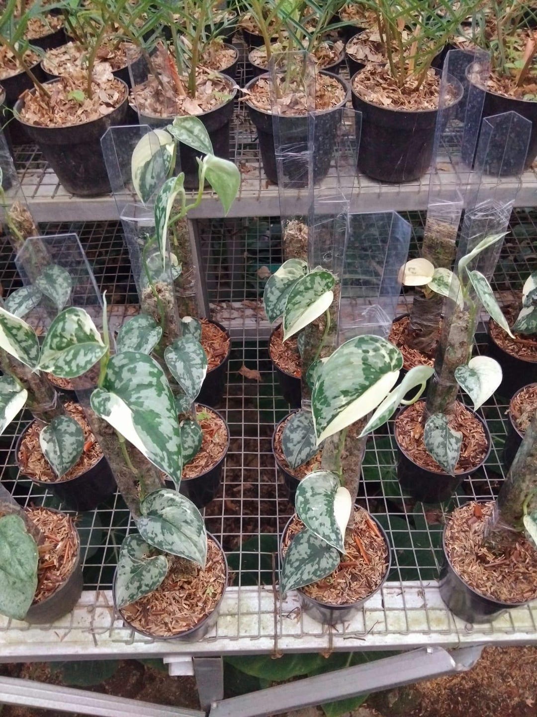 Scindapsus Pictus "mayari" Variegated 2-3 Leaves *preorder* (7481P:3 ...