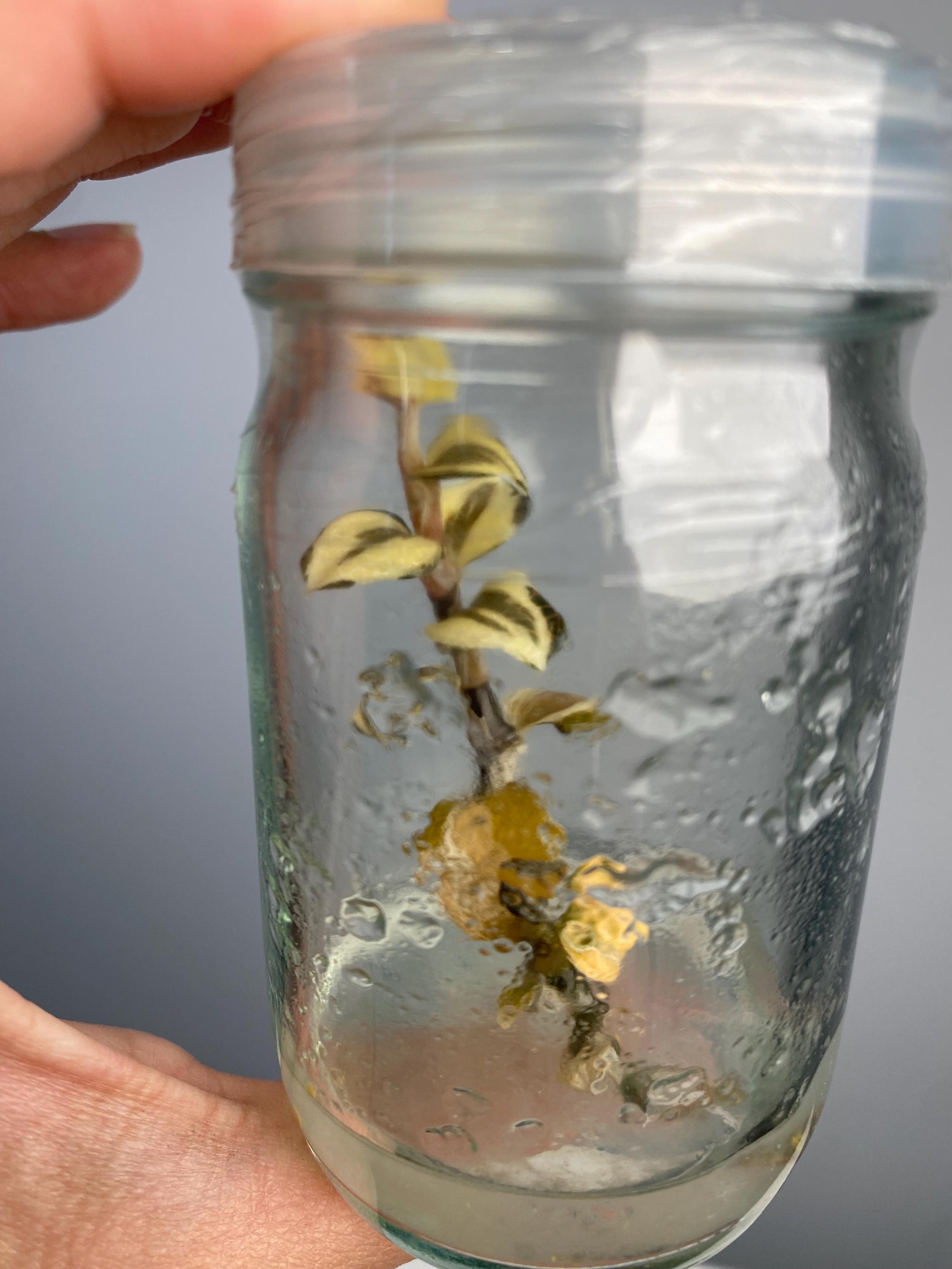 Anoectochilus Sp. Variegated TC Plantlet *preorder* - Etsy