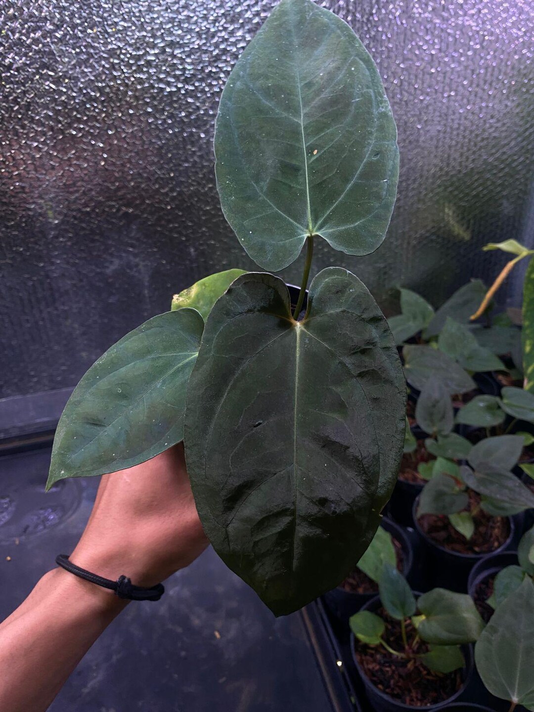 Anthurium "goliath" Large Plant *preorder* (6885P:2) | Rare Aroid - Etsy
