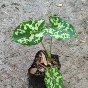 Caladium “army” Grower's Choice *now in Stock* (6424P:G) | Rare Aroid ...