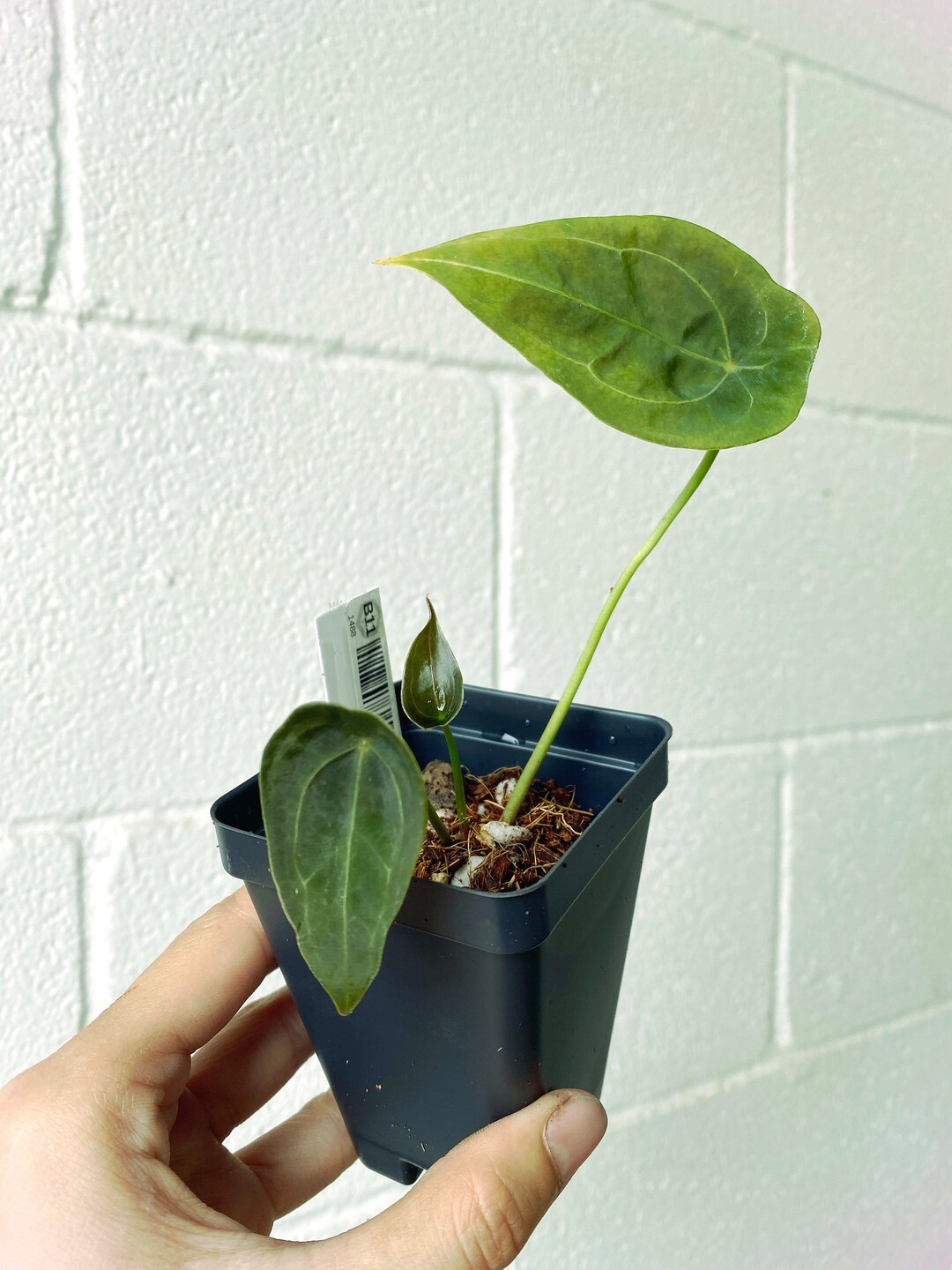 Anthurium red Spider 3:B11 1488 Rare Aroid Exact Plant - Etsy
