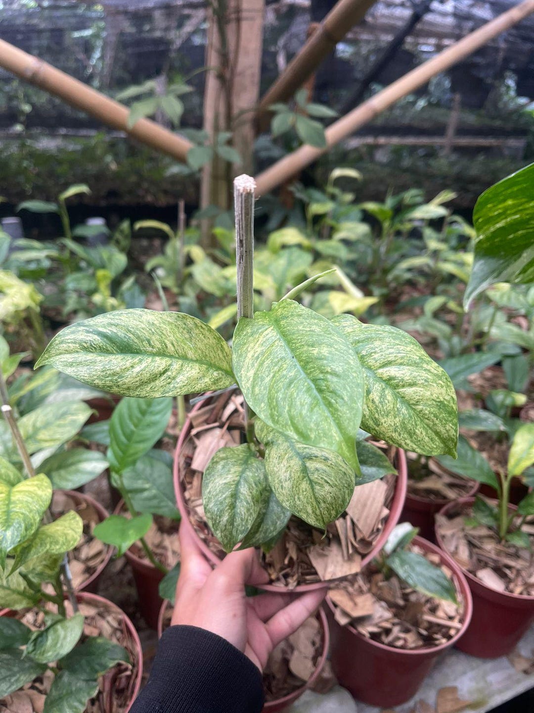 Rhaphidophora Puberula Variegated Grower's Choice *now in Stock* (5949P ...