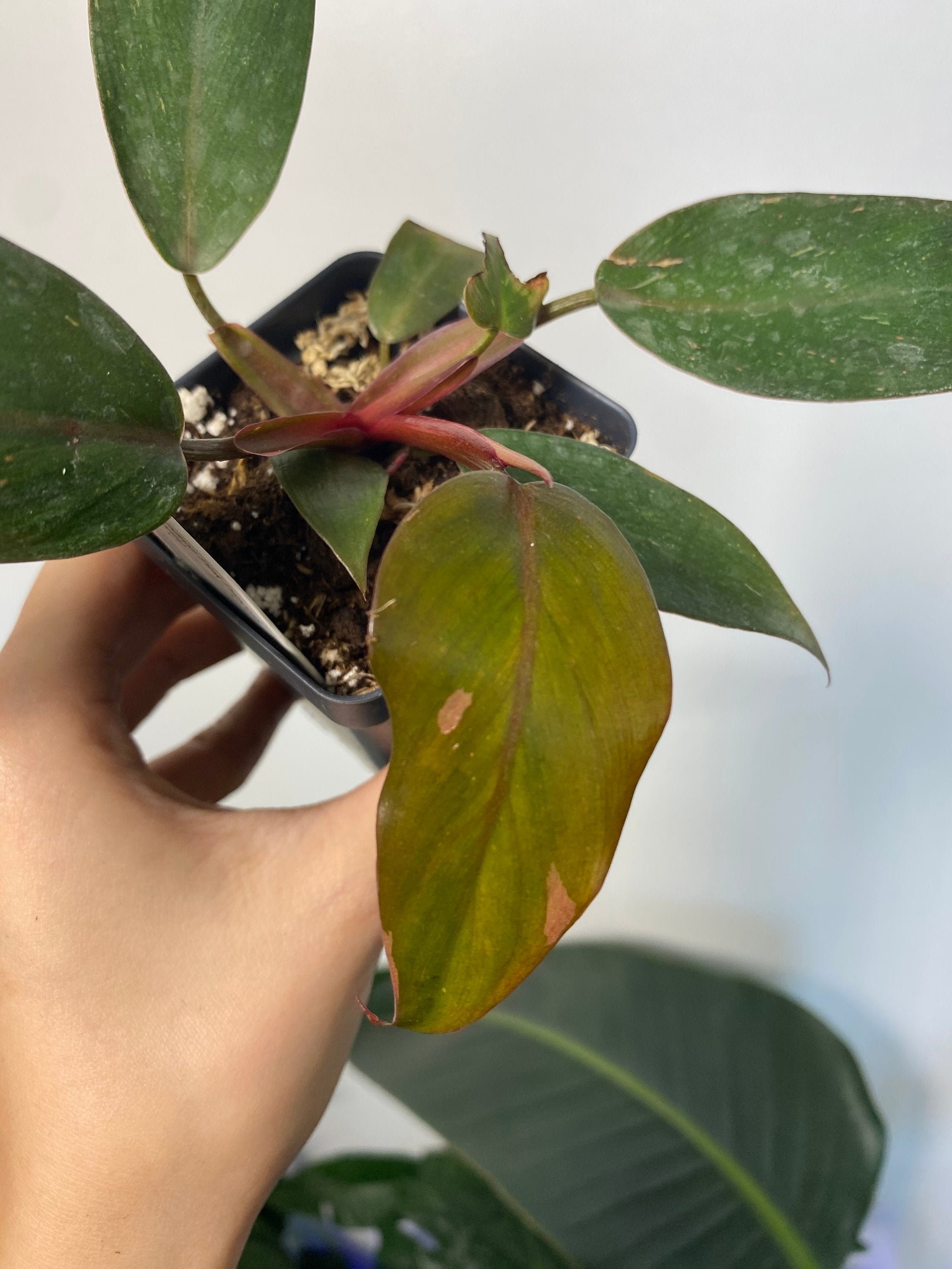 | from OrchidBox 3:F6 Fast Shipping US Seller narrow form Philodendron ...