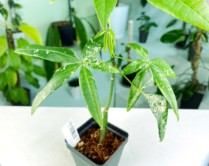 Variegated Money Tree / Pachira Glabra 'milky Way' (3:T56) [1299 ...