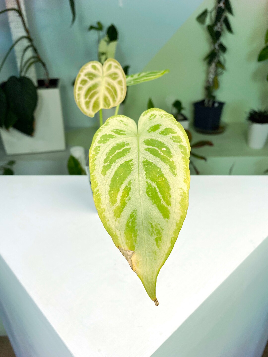 Anthurium silver Chrome X Warocqueanum 3:P22 1383 Rare Aroid Exact ...