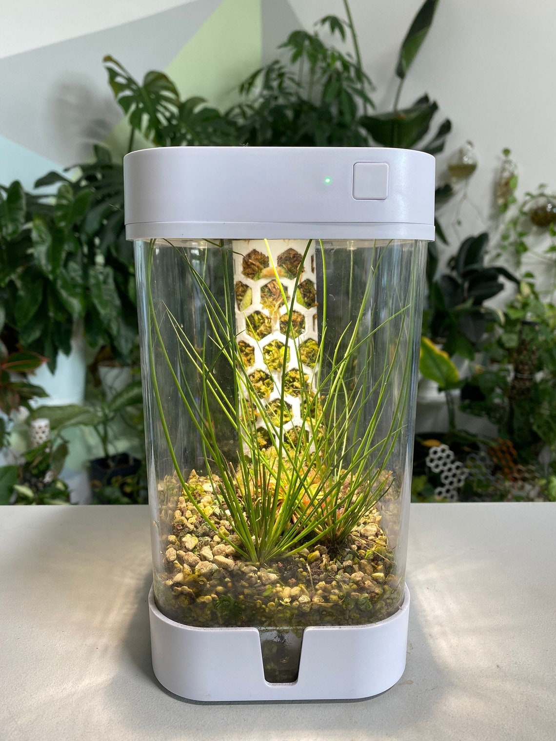 Mini Totem Insert for Orchidbox Mini Greatly Improves - Etsy