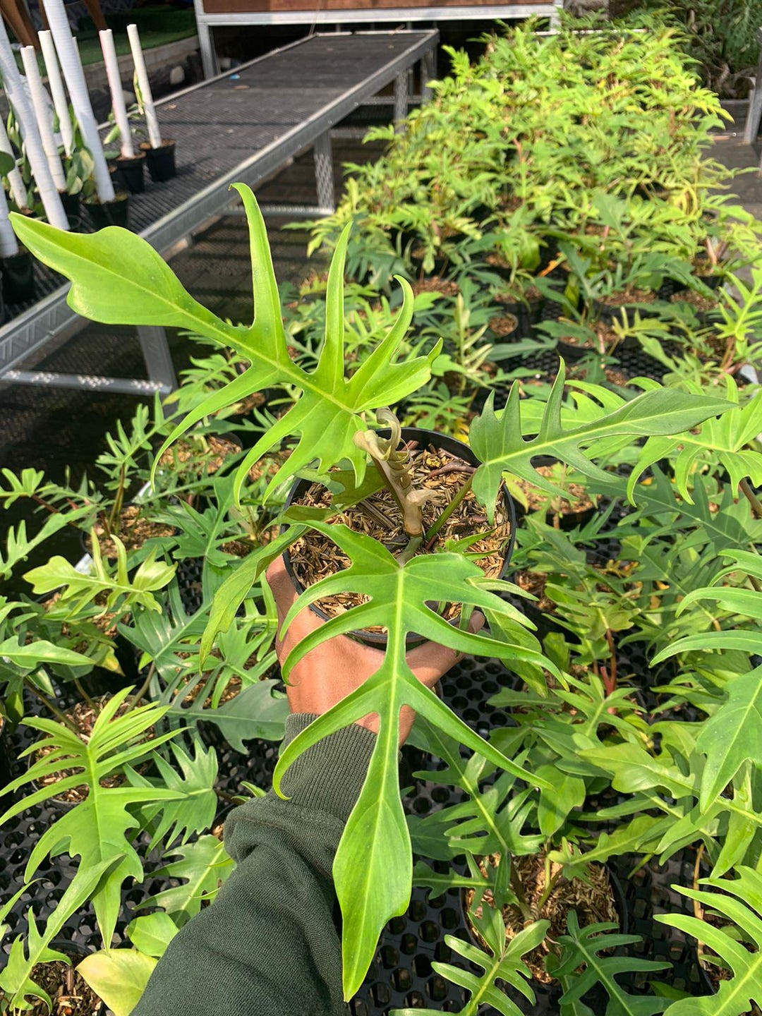 Philodendron "florida" X Tortum *preorder* (6438P:3) - Etsy