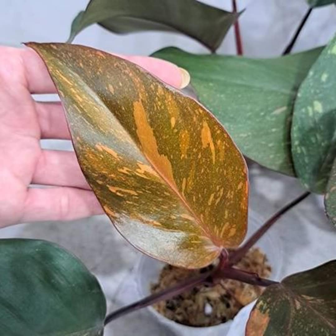 Philodendron "orange Princess" / Sp. 'sunspot' Variegated 2.5" Grower's ...