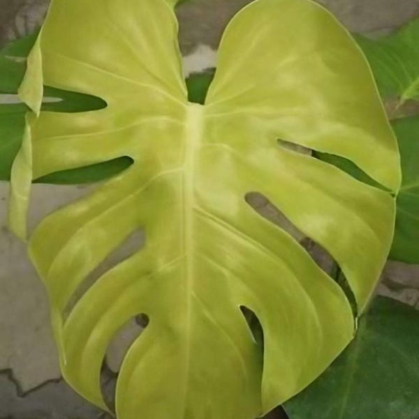 Monstera Deliciosa - Etsy