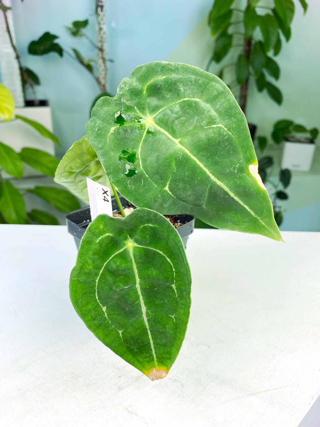 Anthurium Forgetii 3:X4 1770 Exact Plant - Etsy