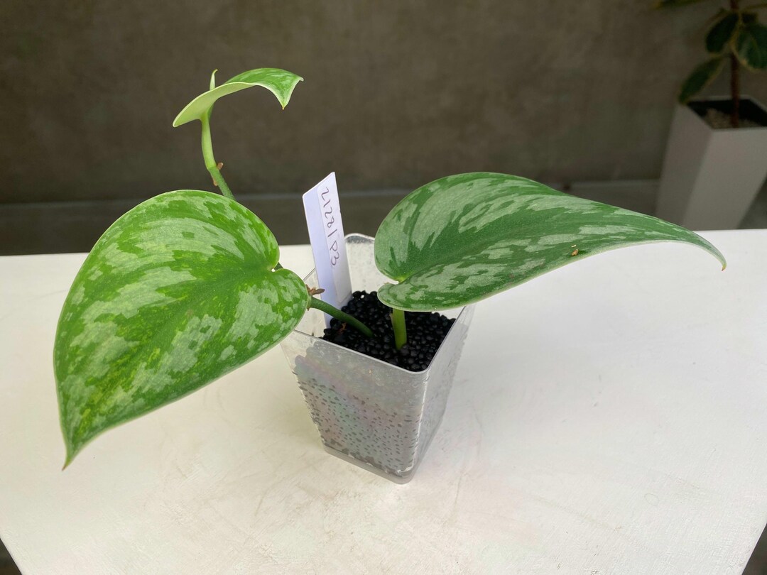 Scindapsus Exotica Hologram Variegated Small 1-3 Leaf (P3) | Exact ...