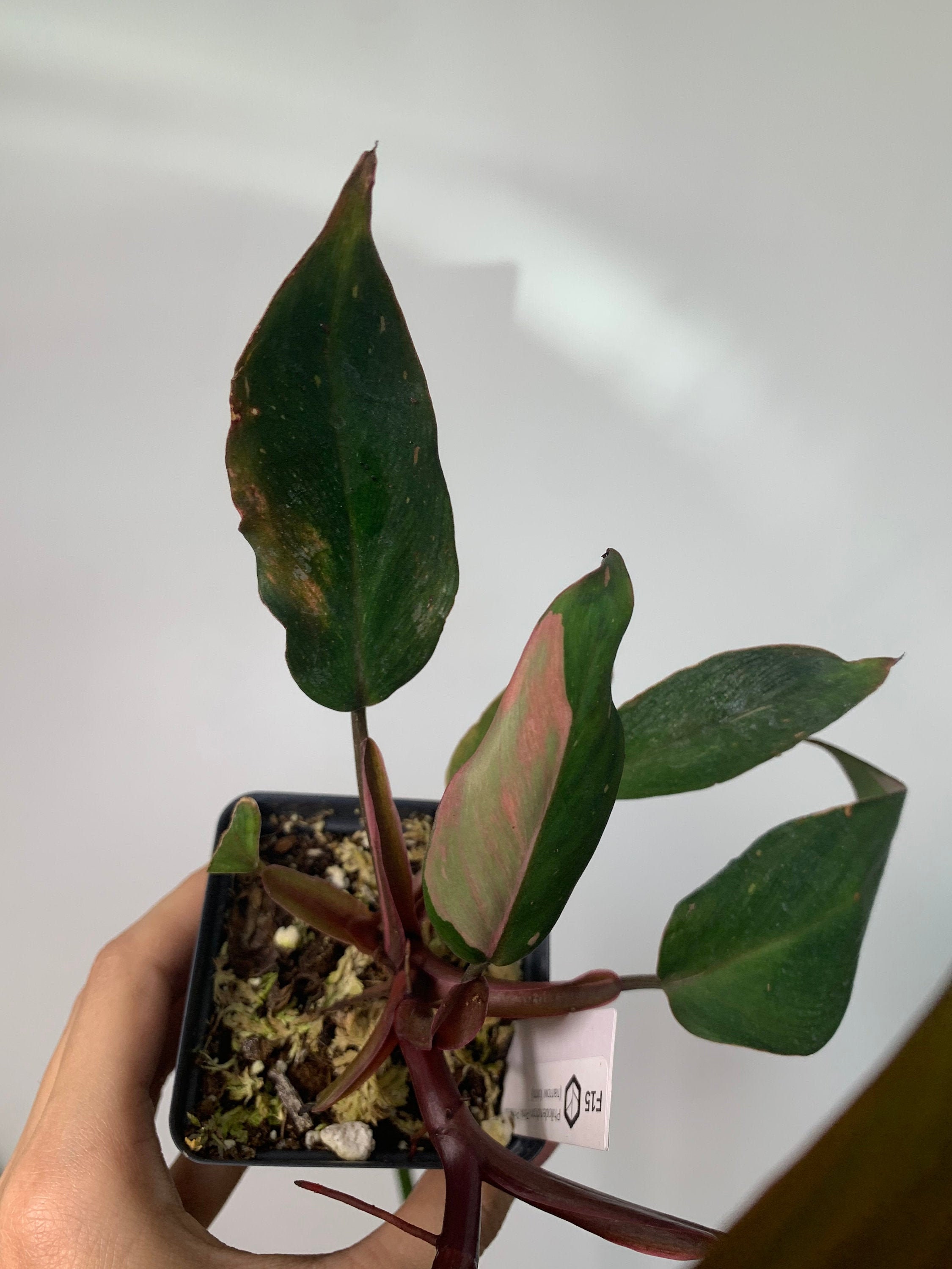 | from OrchidBox 3:F6 Fast Shipping US Seller narrow form Philodendron ...