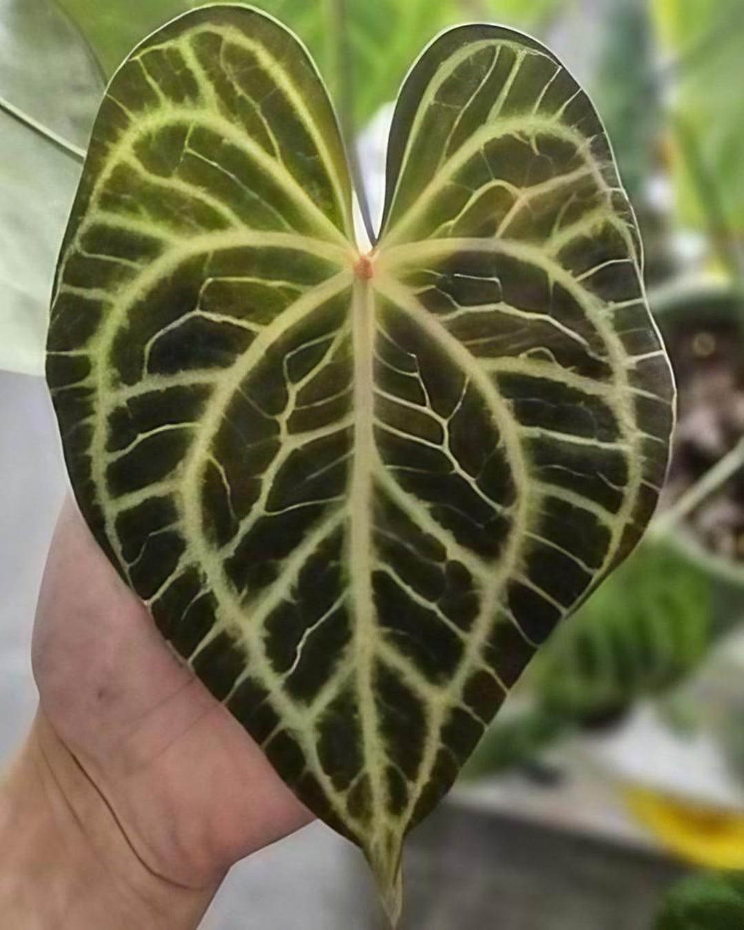 Anthurium X "silver Tiger" TC Plantlet Grower's Choice *now in Stock ...