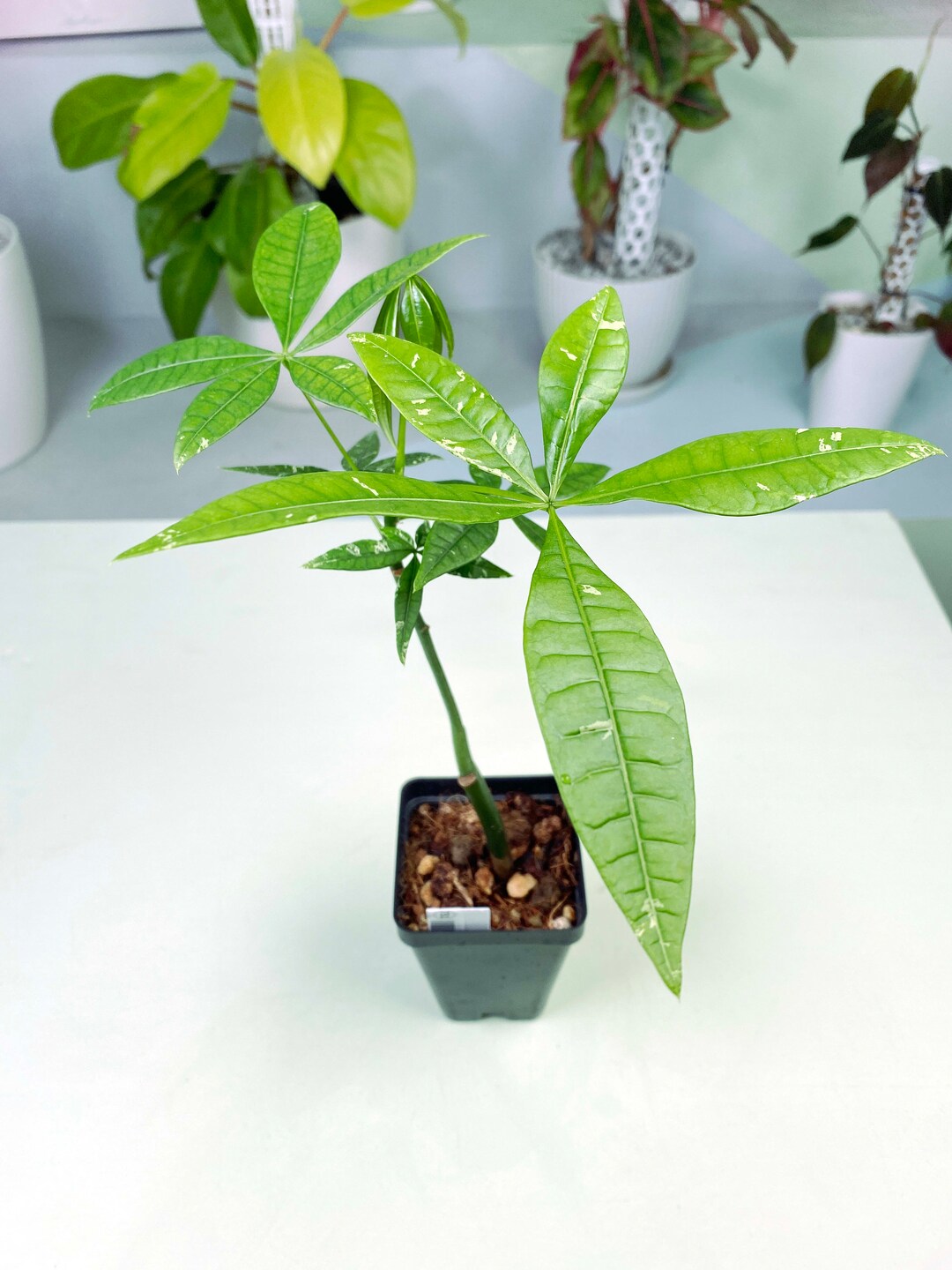 Variegated Money Tree / Pachira Glabra 'milky Way' 3:T51 1299 Exact ...