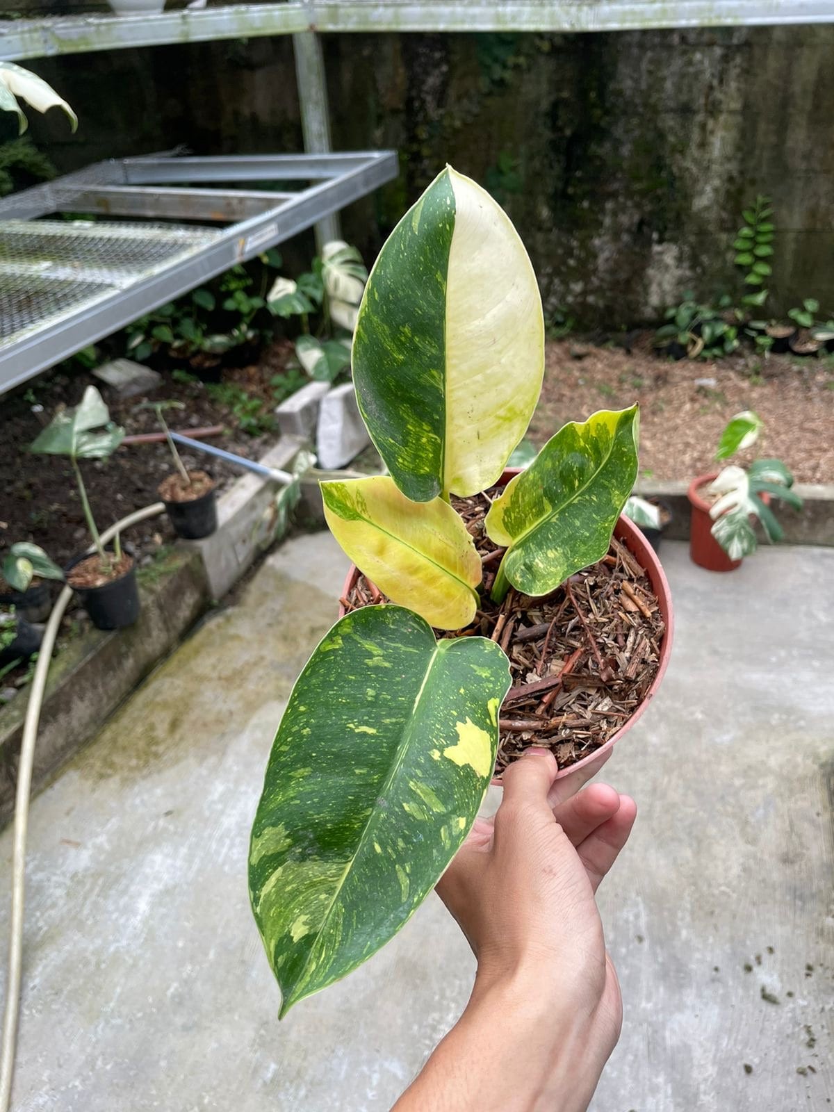 Philodendron "green Congo Marble" Variegated Grower's Choice *now in Stock* (5967P:3) | Rare ...