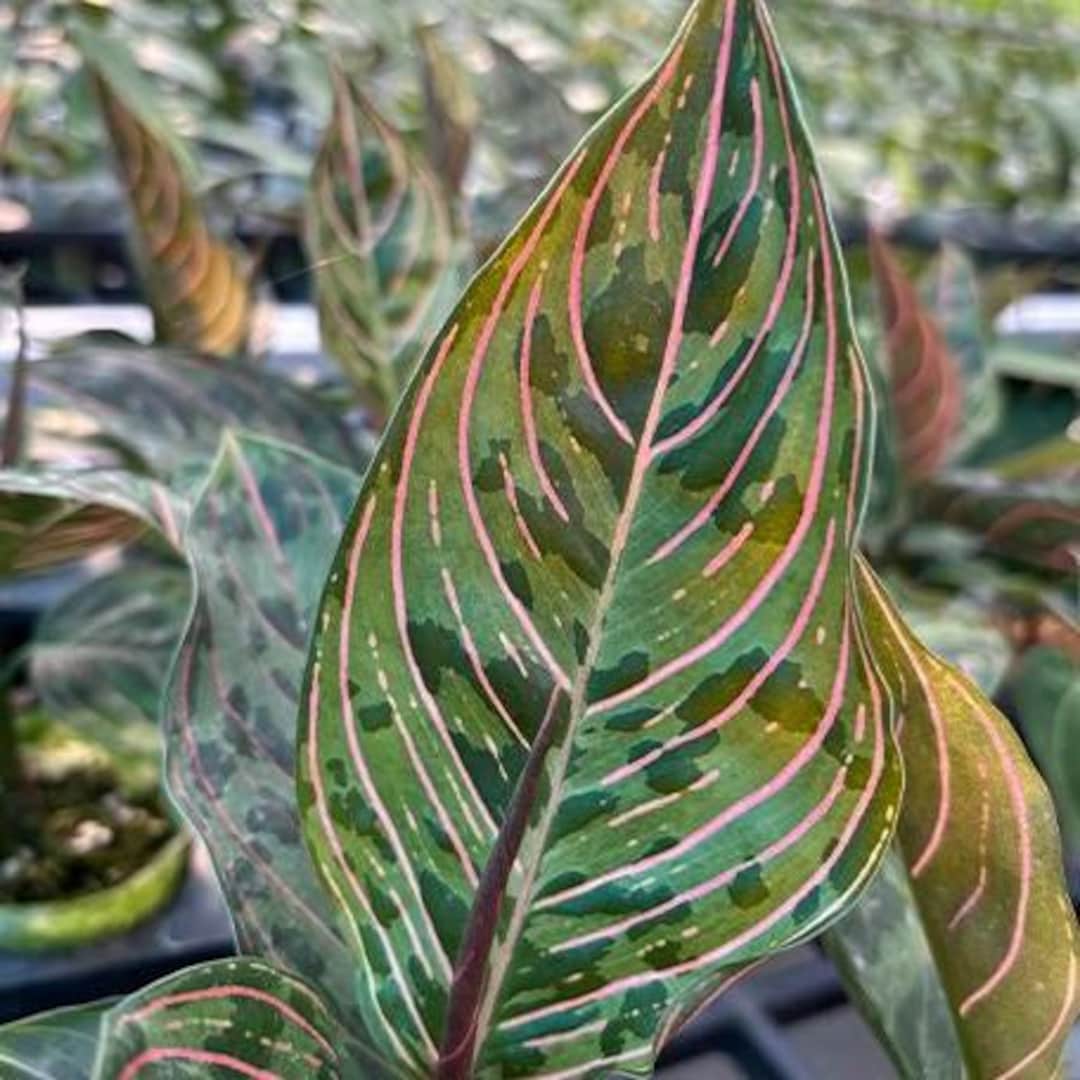 Aglaonema Red Army Variegated 2.5" Grower's Choice *now in Stock ...