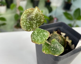 Hoya Imbricata - Etsy