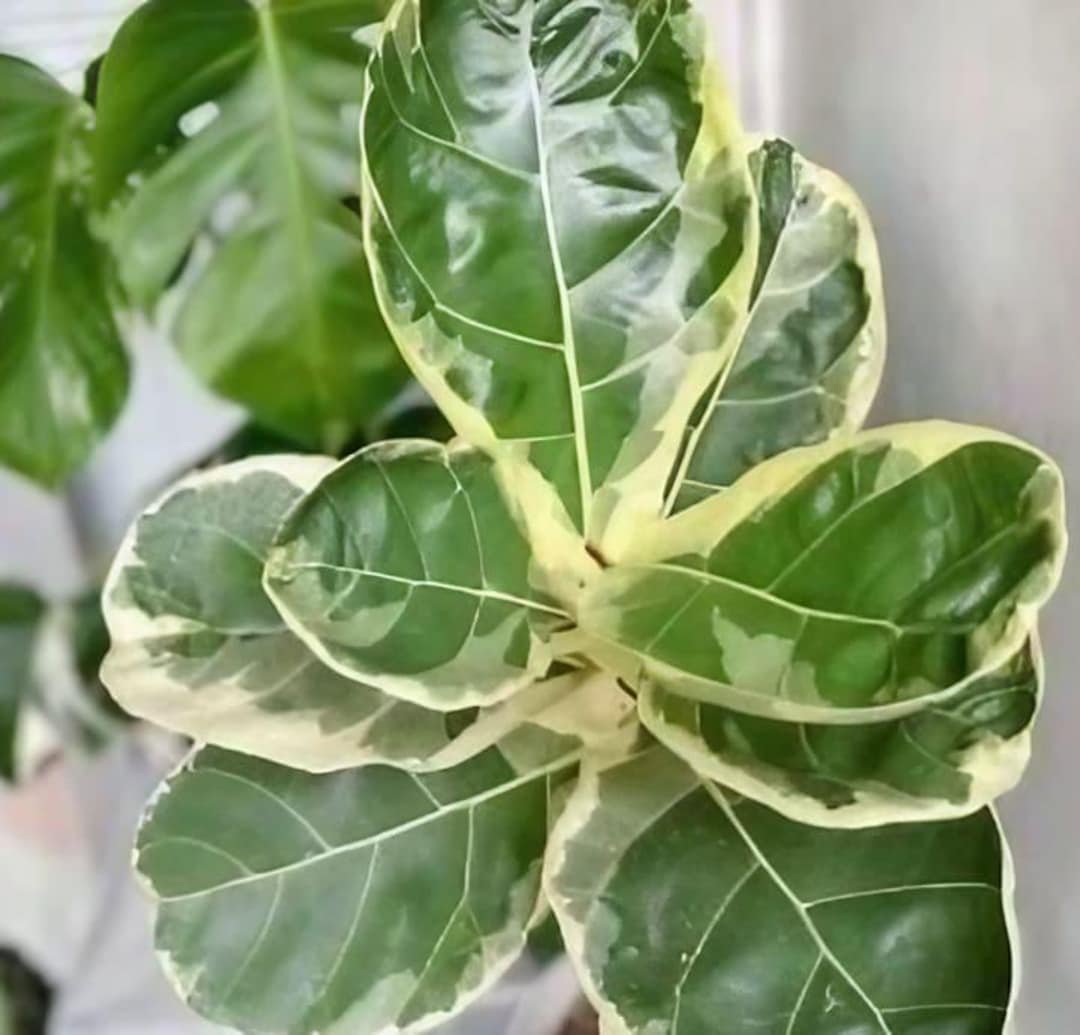 Ficus Lyrata Variegated TC Plantlet *preorder* (6531P:G) - Etsy