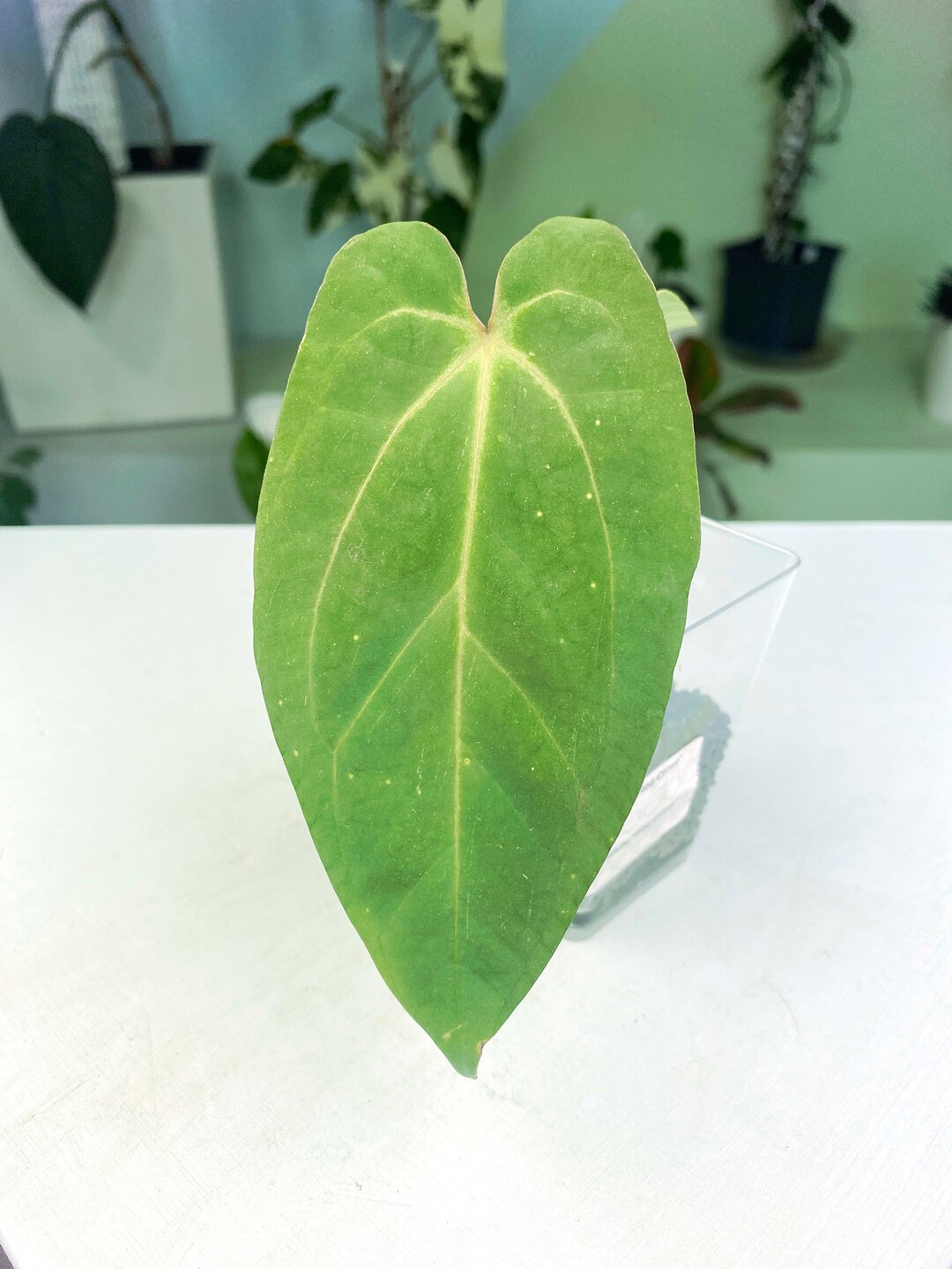 Anthurium red Crose pap. pap. red Stem 3:S1 1482 Rare Aroid Exact Plant ...