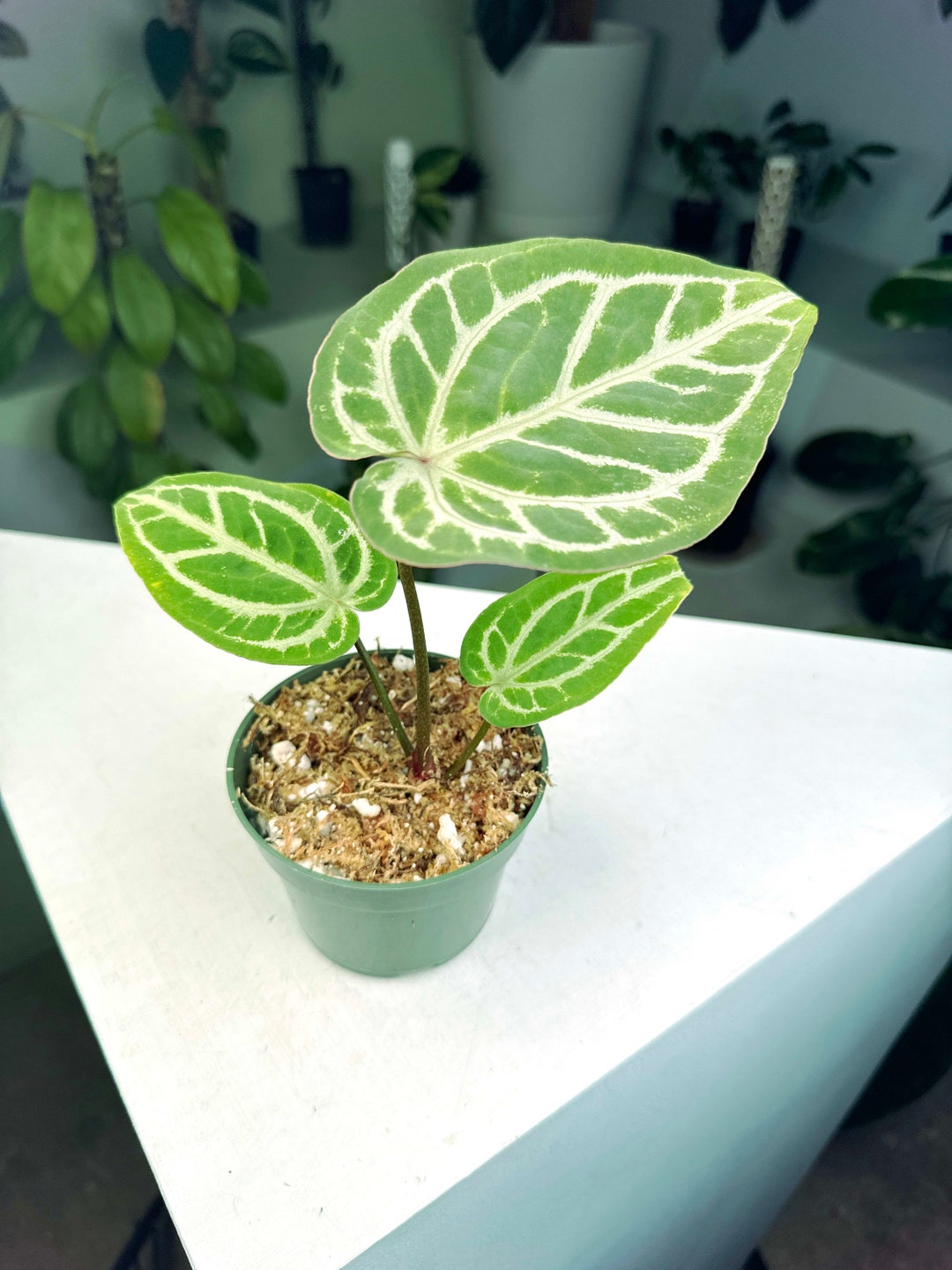 Anthurium michelle X Self 3:P1 1378 US - Etsy