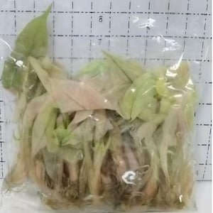 Alocasia "pink Polly Ghost" TC Plantlet Grower's Choice *now in Stock ...