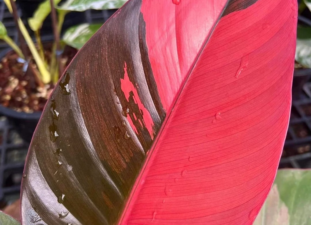 Philodendron "red Congo" Variegated TC Plantlet Grower's Choice *now in ...