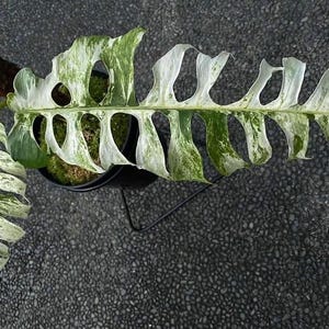 Epipremnum "bali Hanoman" Variegated TC Plantlet Grower's Choice *now ...
